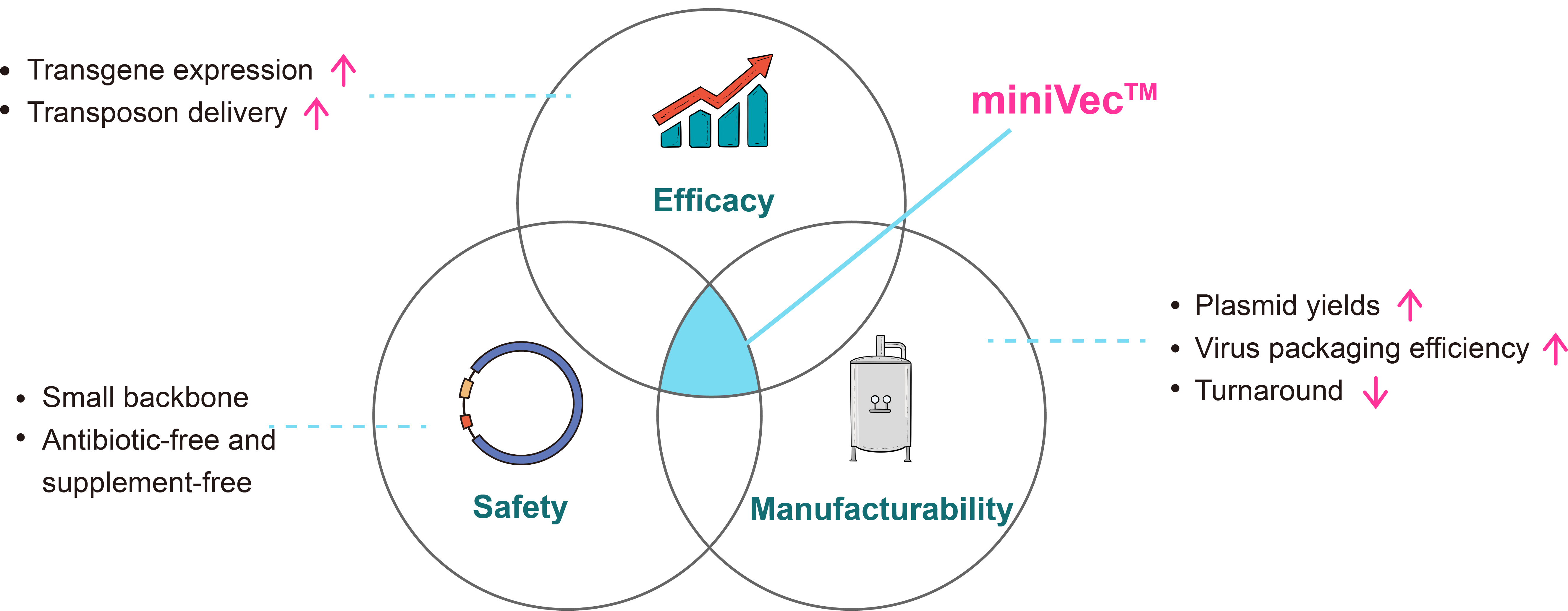 miniVec™ Plasmid | VectorBuilder